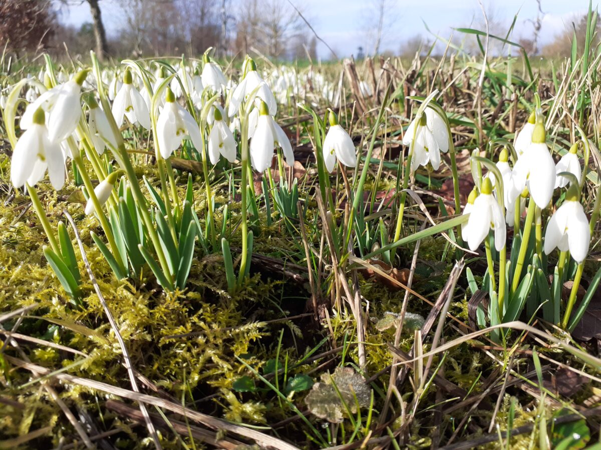 Change to Spring Planting Day - News - Humber Woodland of Remembrance