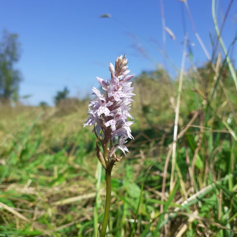 Common spotted-orchid 'spotted' at Humber Woodland - News - Humber ...